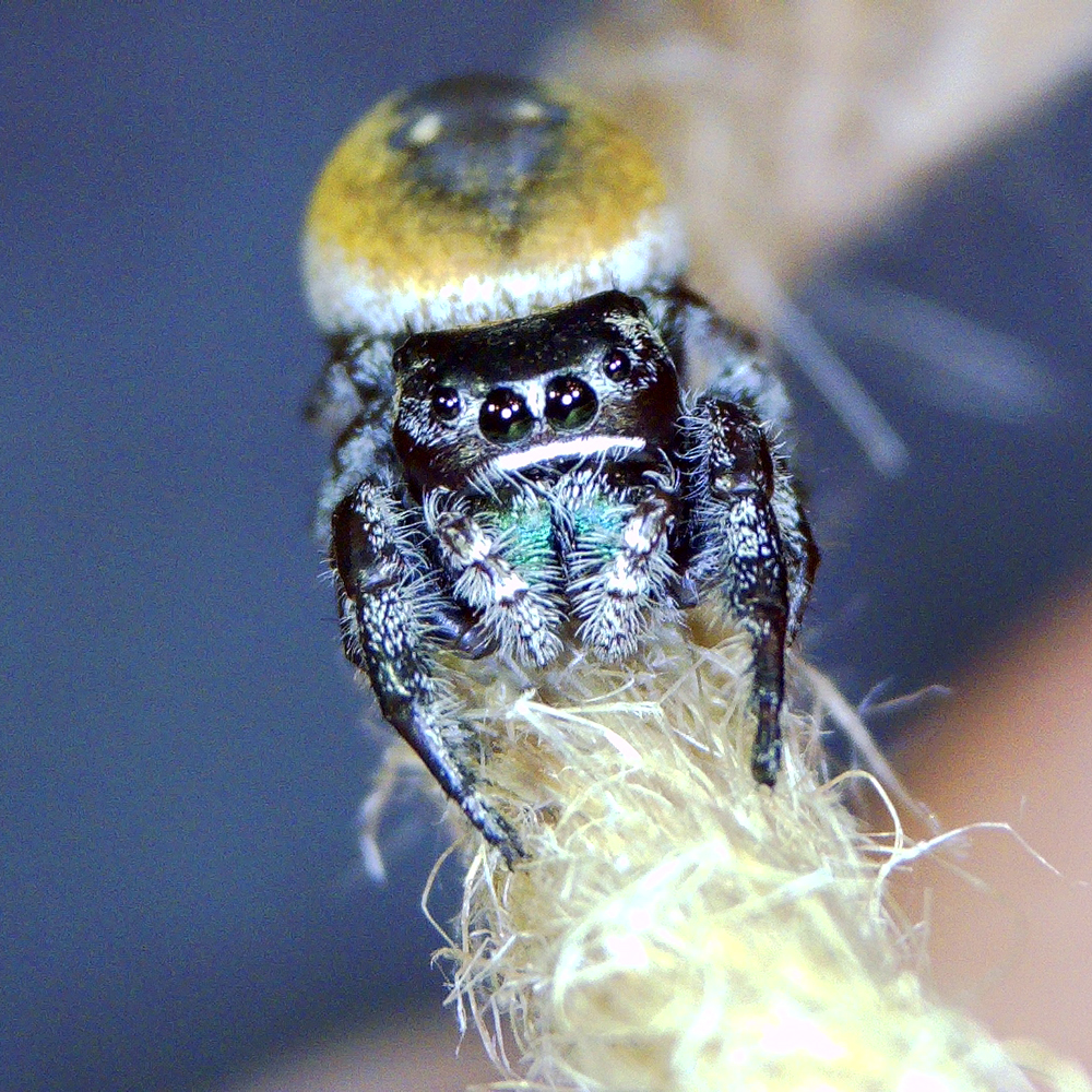 Who is Lilith? – Lilith's Legacy