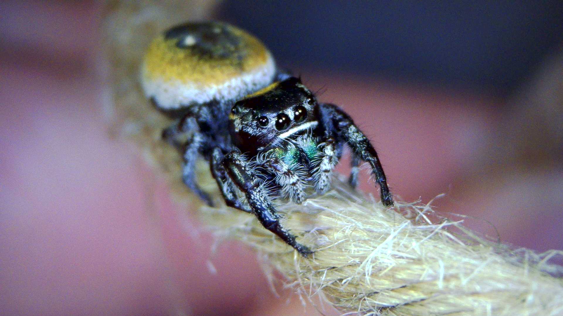 Lilith's Legacy – Raising Phidippus morpheus