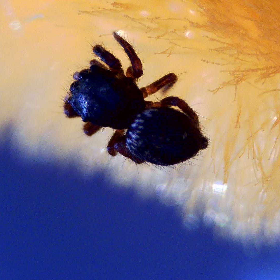 A Mighty Problem – Lilith's Legacy